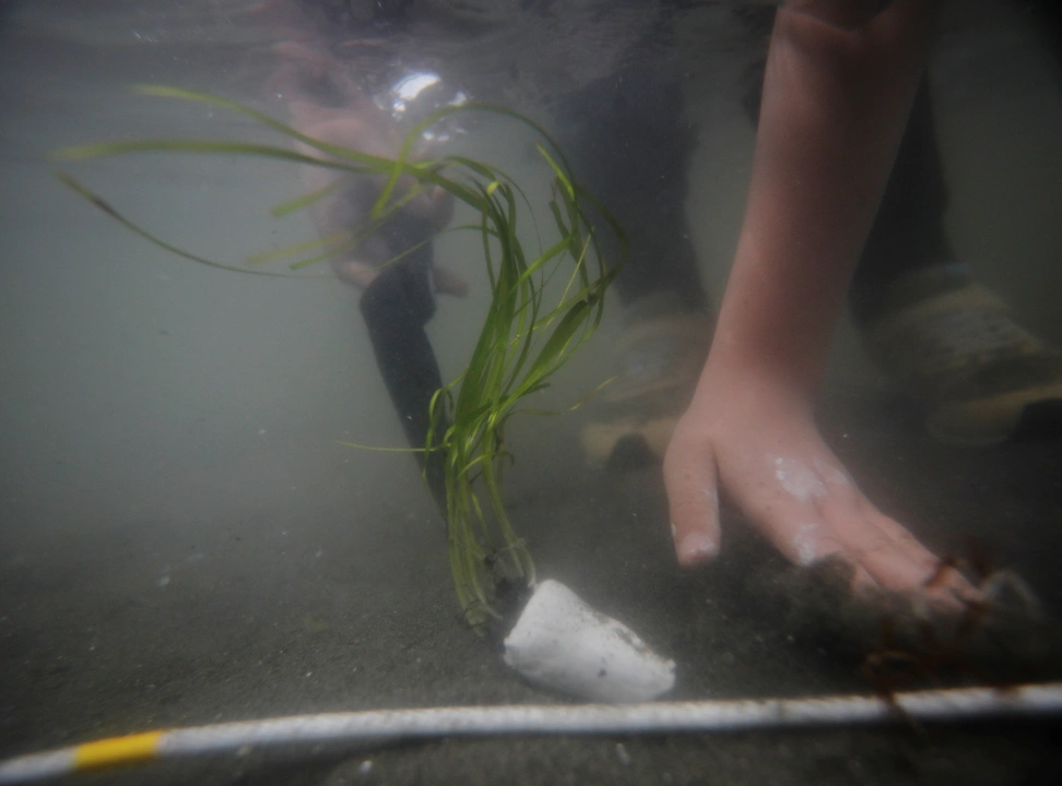 Battling climate change, Japan looks to seagrass for carbon capture